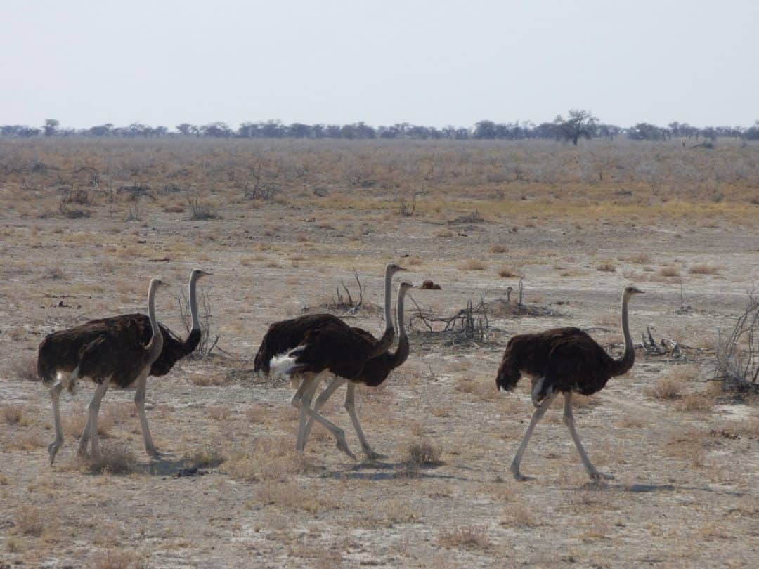 Etosha National Park, Namibia - A Photo Tour & Quick Travel Guide