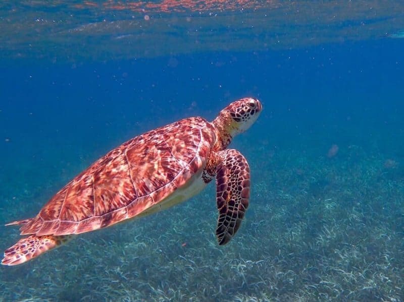 9 Of The BEST Tenerife Excursions to Help You Explore The Island