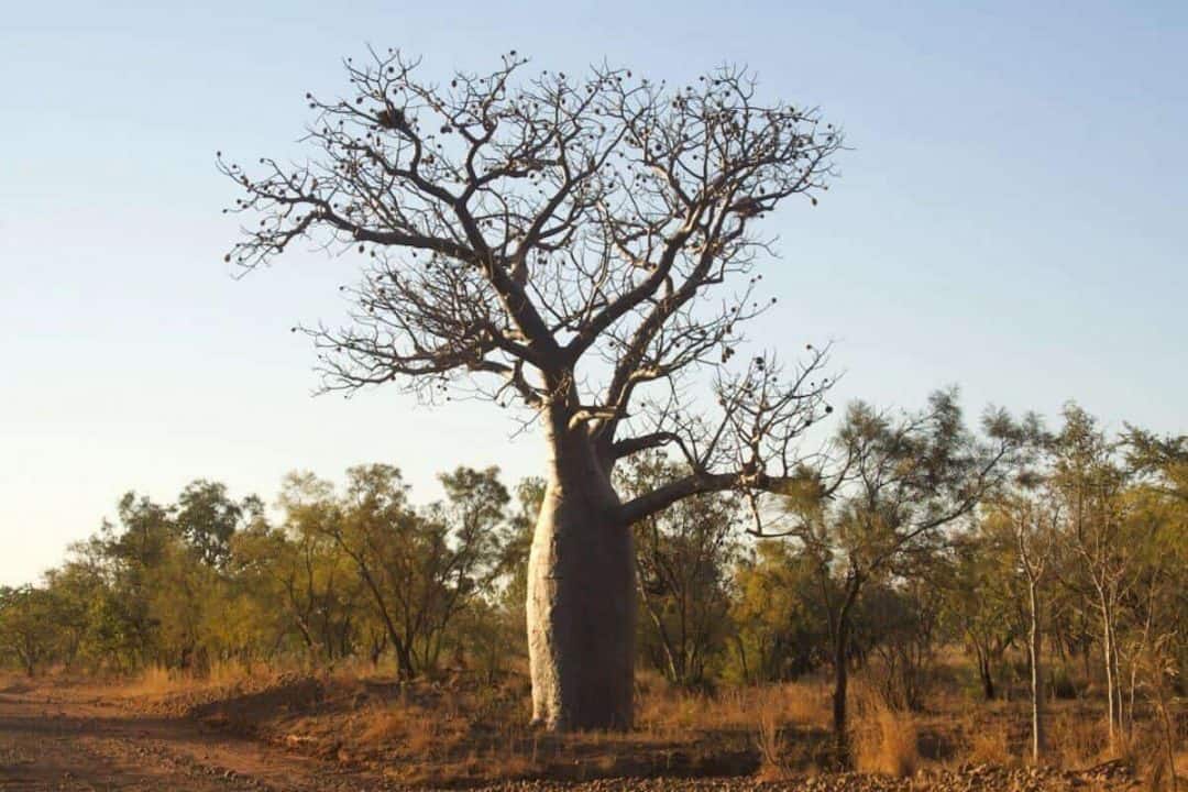 Must-Do Experiences in Australia’s Kimberley Region + How to Plan Your ...