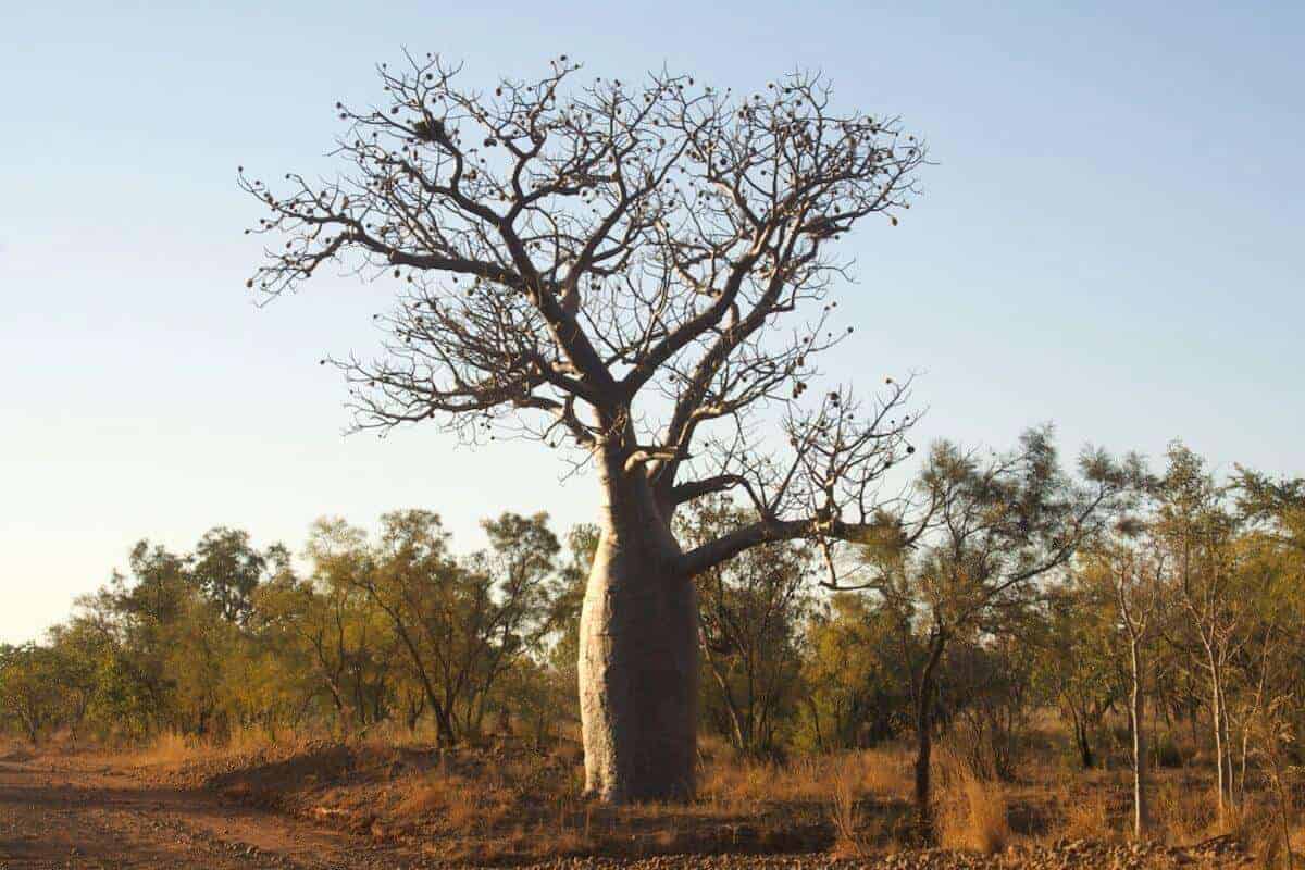 Must-Do Experiences in Australia’s Kimberley Region + How to Plan Your ...