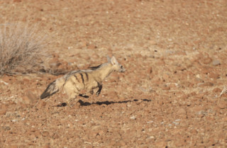 50+ African Safari Animals (Facts, Pics + Where to Find Them!)