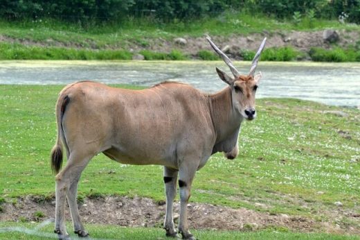 50+ African Safari Animals (Facts, Pics + Where to Find Them!)