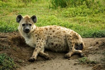 50+ African Safari Animals (Facts, Pics + Where to Find Them!)