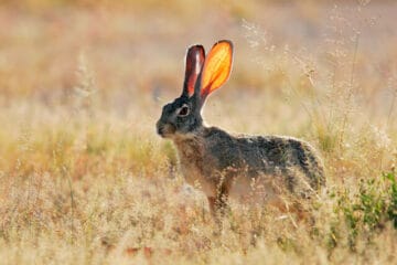 50+ African Safari Animals (Facts, Pics + Where to Find Them!)