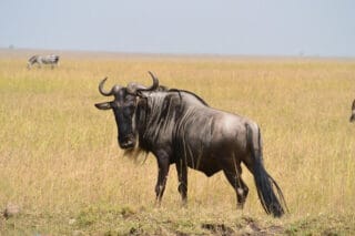 50+ African Safari Animals (Facts, Pics + Where to Find Them!)